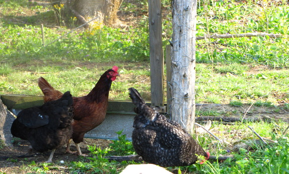 Pasture mulch box update | Avian Aqua Miser