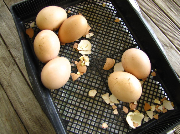 Deciphering a troubled hatch | Avian Aqua Miser