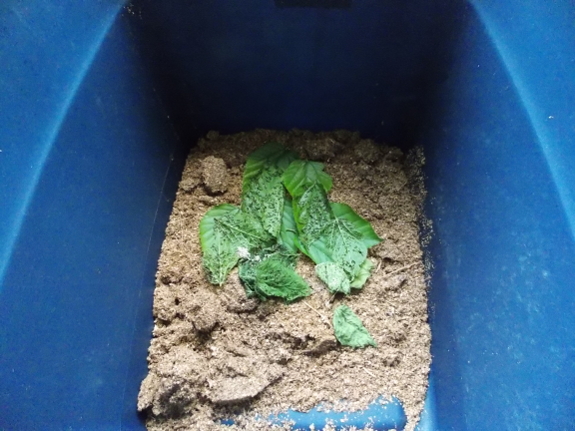 Day silkworm observations | Avian Aqua Miser