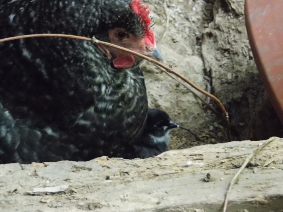 Successful hatch from a broody hen | Avian Aqua Miser