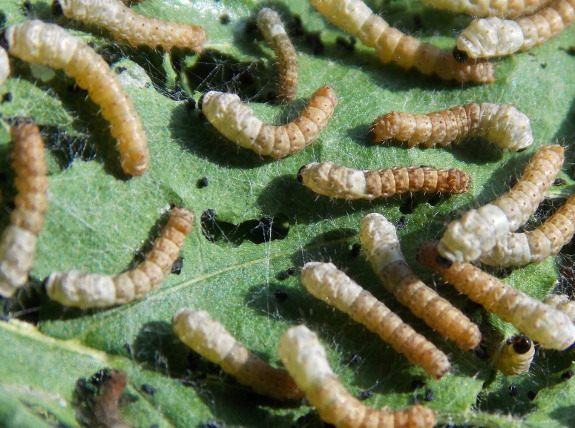 silkworms | Avian Aqua Miser