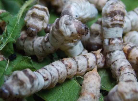 Breeding silkworms | Avian Aqua Miser