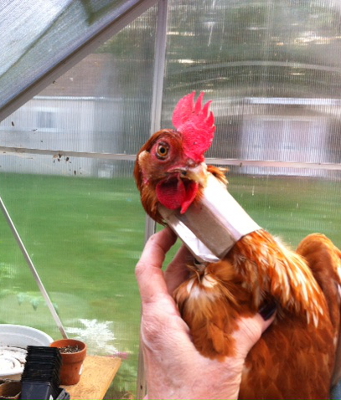 Popular red chicken varieties | Avian Aqua Miser