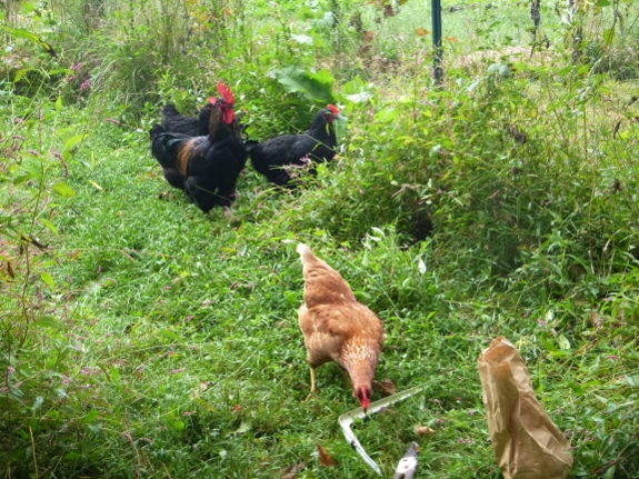 Red Star chickens | Avian Aqua Miser