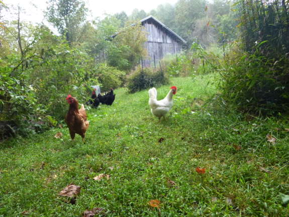Red Star chickens | Avian Aqua Miser