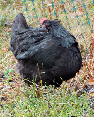 Chickens waterproof feathers with an oil gland | Avian Aqua Miser