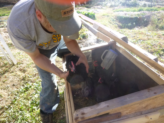 Making a chicken isolation coop | Avian Aqua Miser