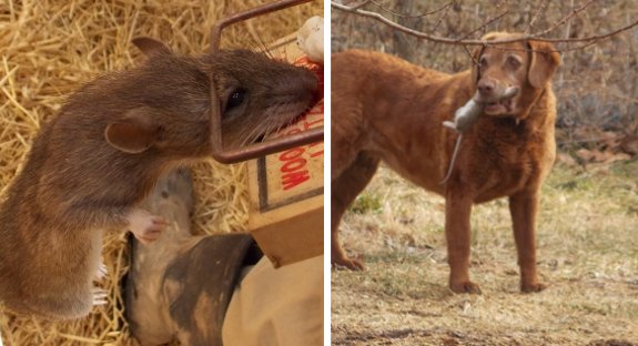 Rat in the chicken coop update | Avian Aqua Miser