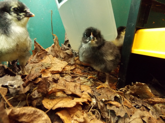 A poor hatch can be due to parentage of the chicks | Avian Aqua Miser