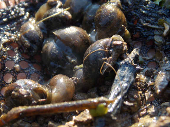 Feeding water snails to chickens | Avian Aqua Miser