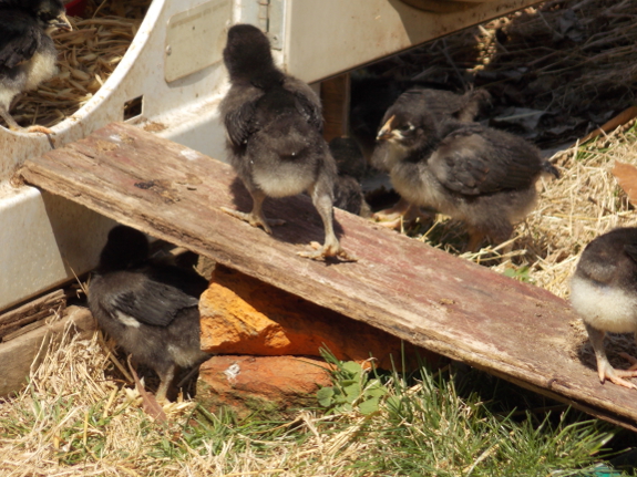 Brooding chicks outdoors | Avian Aqua Miser