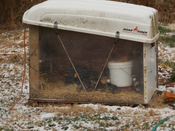 Brooding chicks outdoors | Avian Aqua Miser