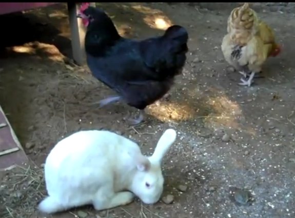 Raising chickens with rabbits | Avian Aqua Miser