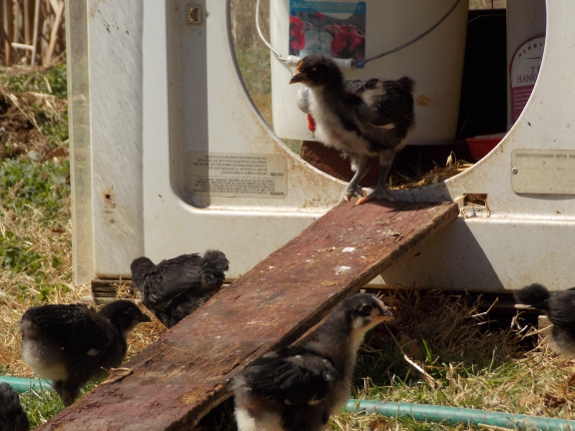 When will chicks outgrow the ramp | Avian Aqua Miser