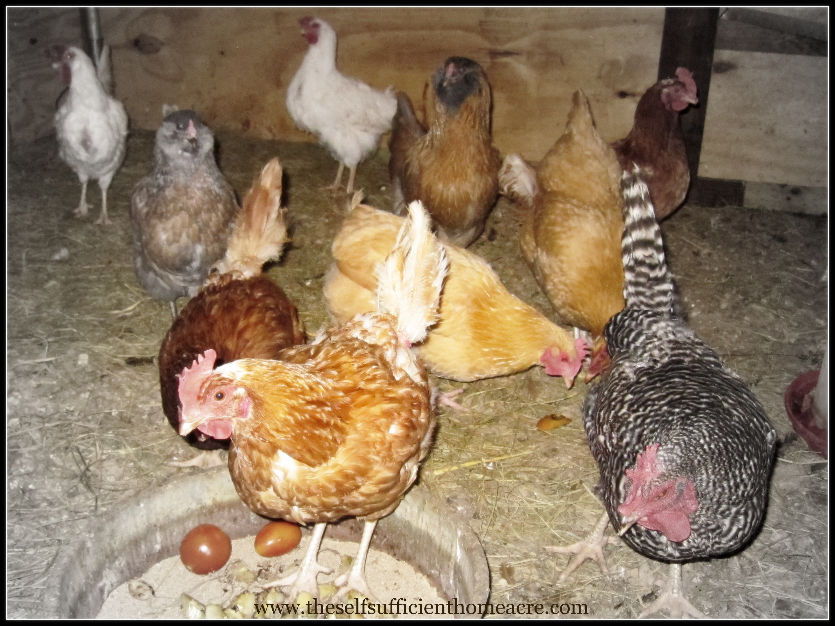 A story of free chickens | Avian Aqua Miser