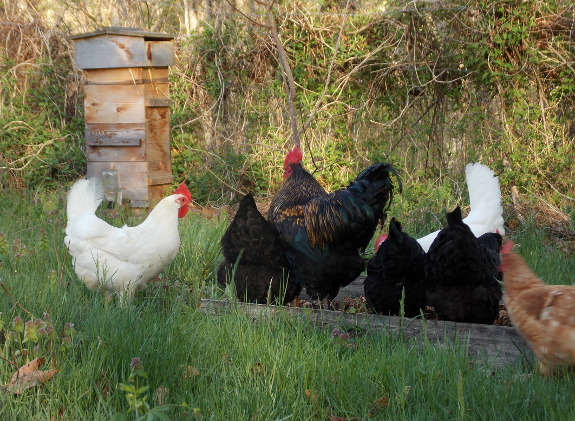 Chickens On Spring Pasture Avian Aqua Miser