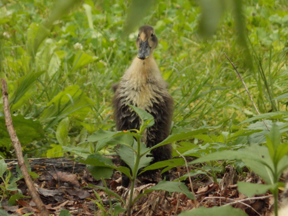 Three-week-old ducklings | Avian Aqua Miser