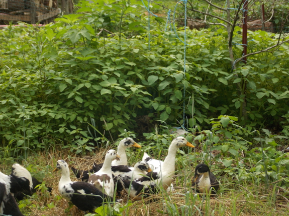 Keeping ducks on dry land | Avian Aqua Miser