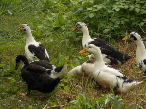 Keeping ducks on dry land | Avian Aqua Miser