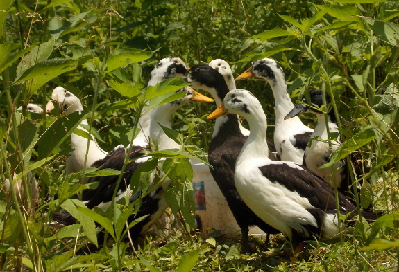 More forest pasture experiments | Avian Aqua Miser