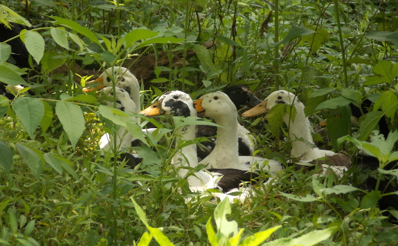 Lazy ducks | Avian Aqua Miser