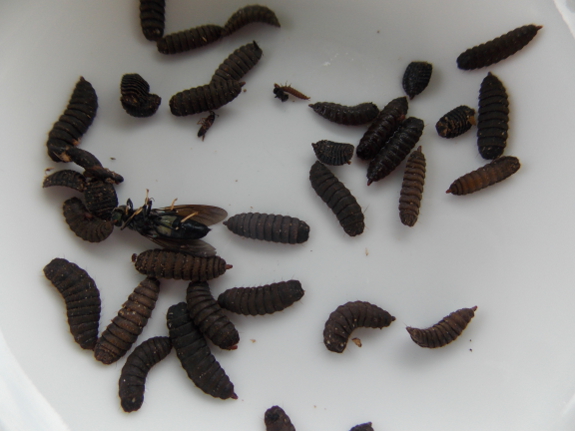Feeding black soldier flies to chickens | Avian Aqua Miser