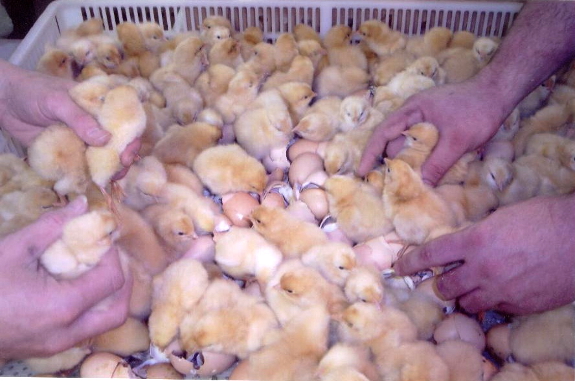 New chicken varieties for | Avian Aqua Miser