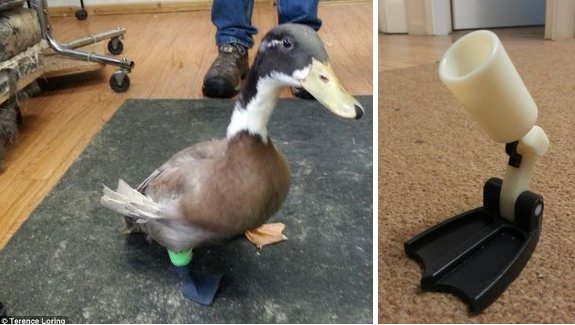 Poultry prosthetics | Avian Aqua Miser