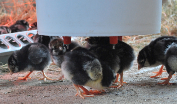 General Chicken Waterer FAQ | Avian Aqua Miser