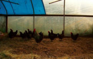 Chicken moat | Avian Aqua Miser