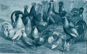 Choosing cover crops for chickens | Avian Aqua Miser