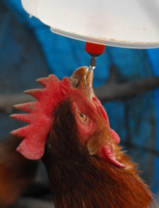 Chicken Waterer Troubleshooting | Avian Aqua Miser