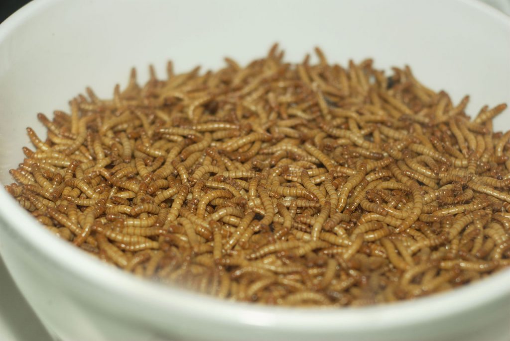 Dried meal worm treats | Avian Aqua Miser