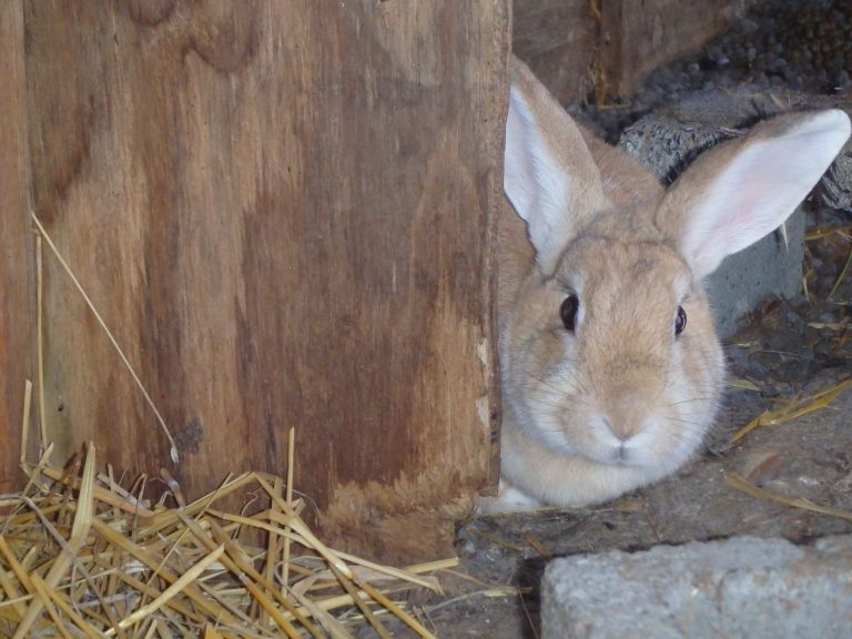 Avian Aqua Miser | - Part 8