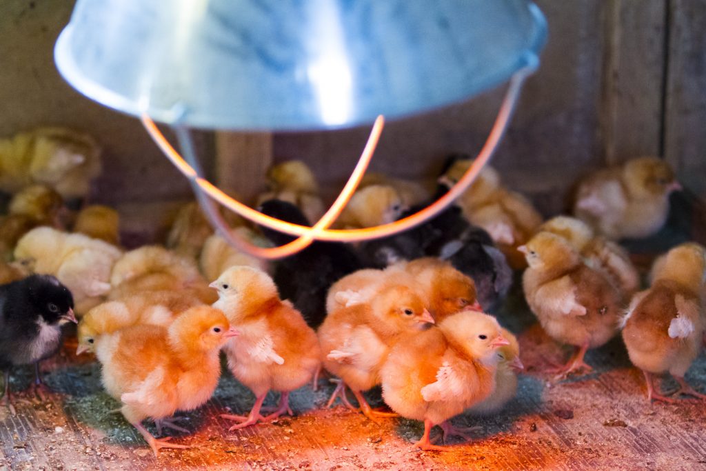Chicken Keeping 101 Avian Aqua Miser