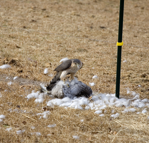 Avian Aqua Miser | - Part 3