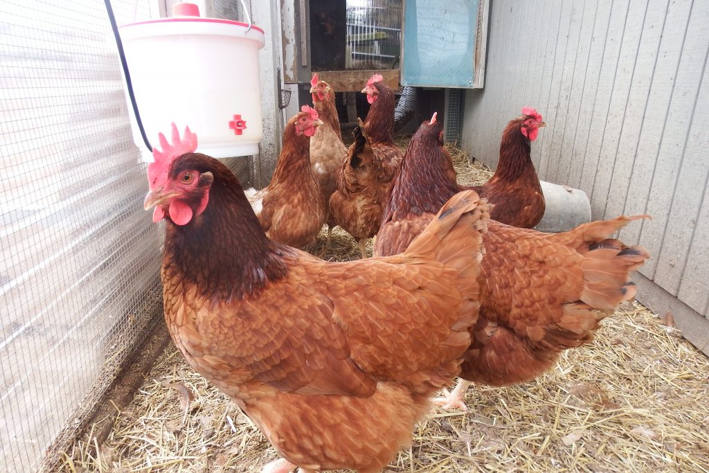 What To Expect When Adding New Chickens Into A Flock Avian Aqua Miser